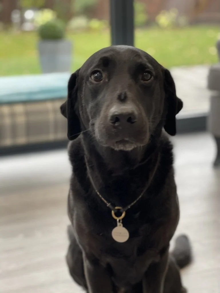 SIA Licensed Security Dog Handlers — Code 9 Security® | Security Services in Hampshire and the ...